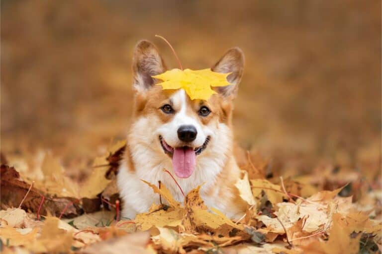 Fall Pet Safety Tips: Ensuring Your Pet's Safety Around Common Autumn ...